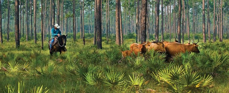 A History of the Florida Cracker Cowboys - Tampa Magazine