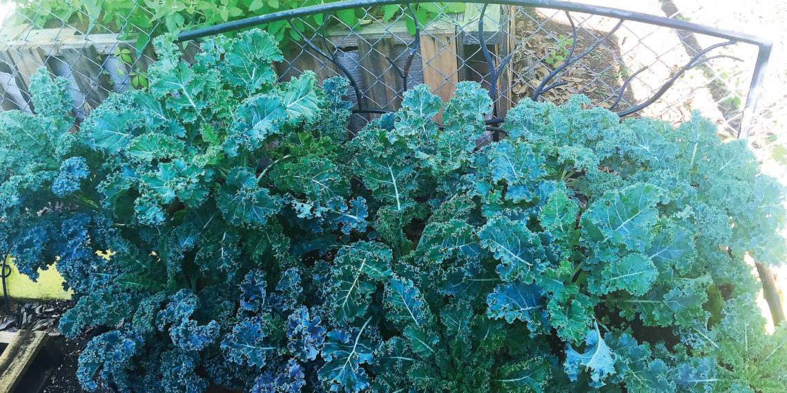 Organic Gardening at Home with Urban Roots - Tampa Magazines