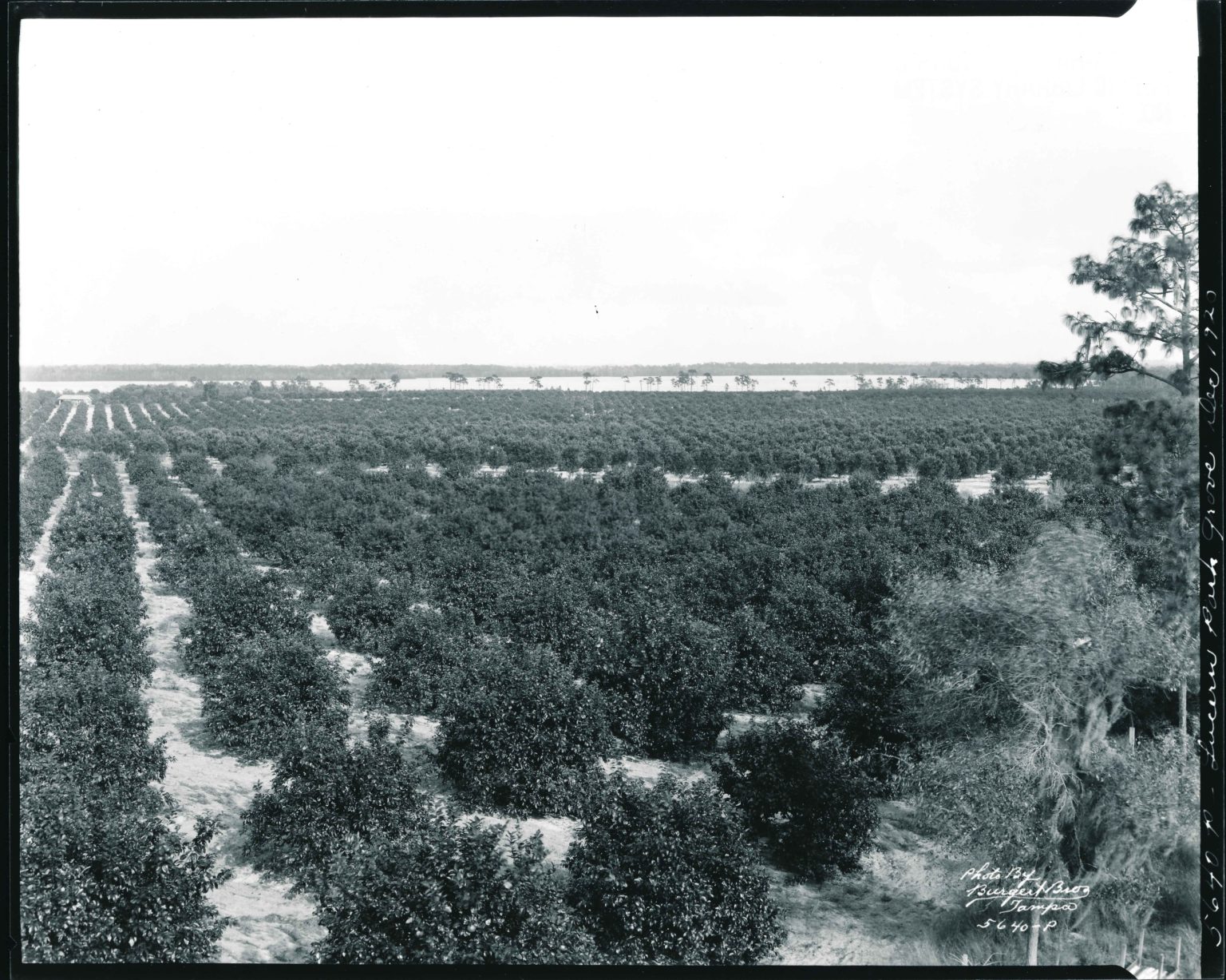 History: Temple Terrace – The City that Grew from 'Temple’ Oranges ...