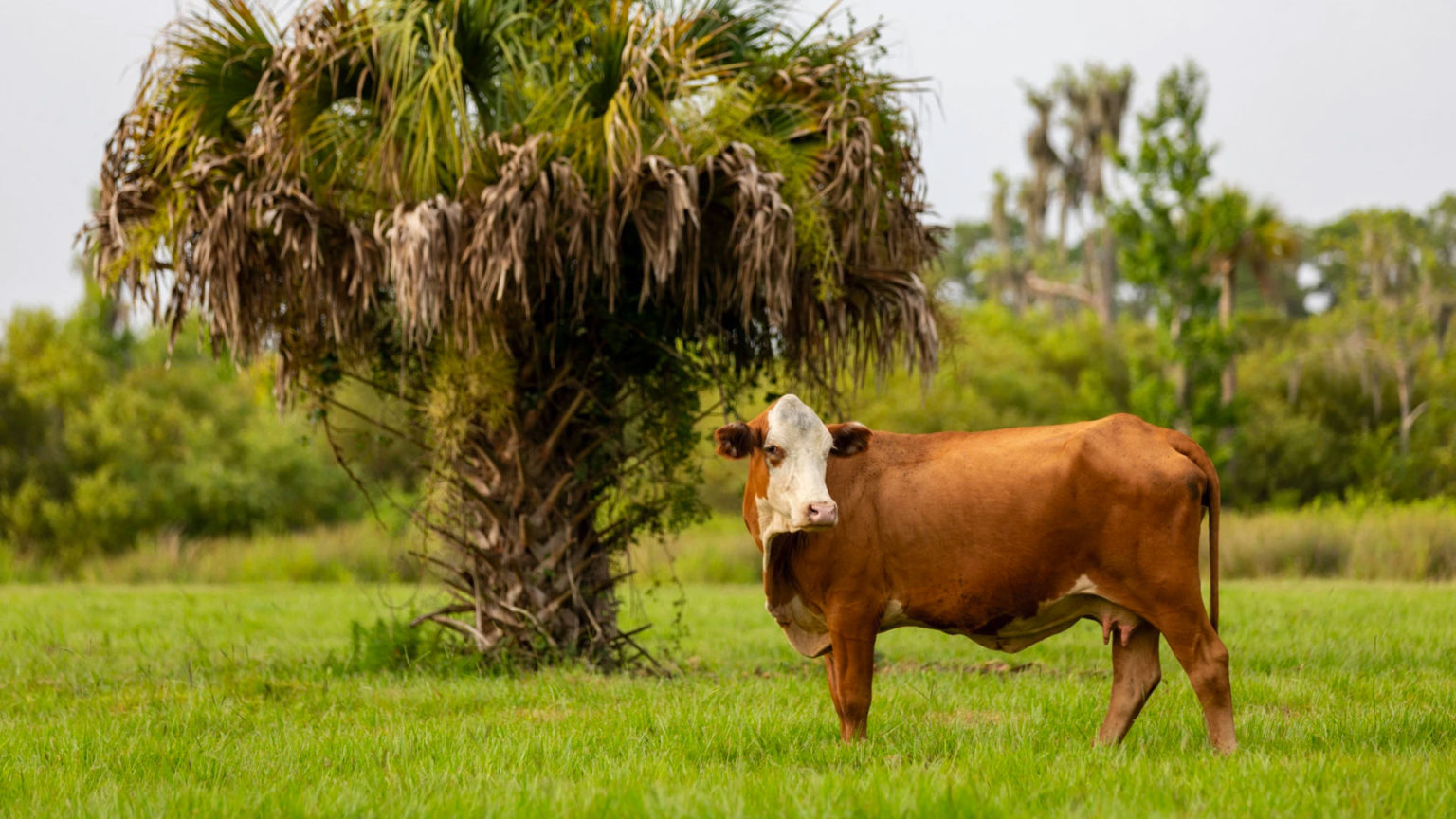 Sustainable Cattle Farming Key To Helping Environment - Tampa Magazine