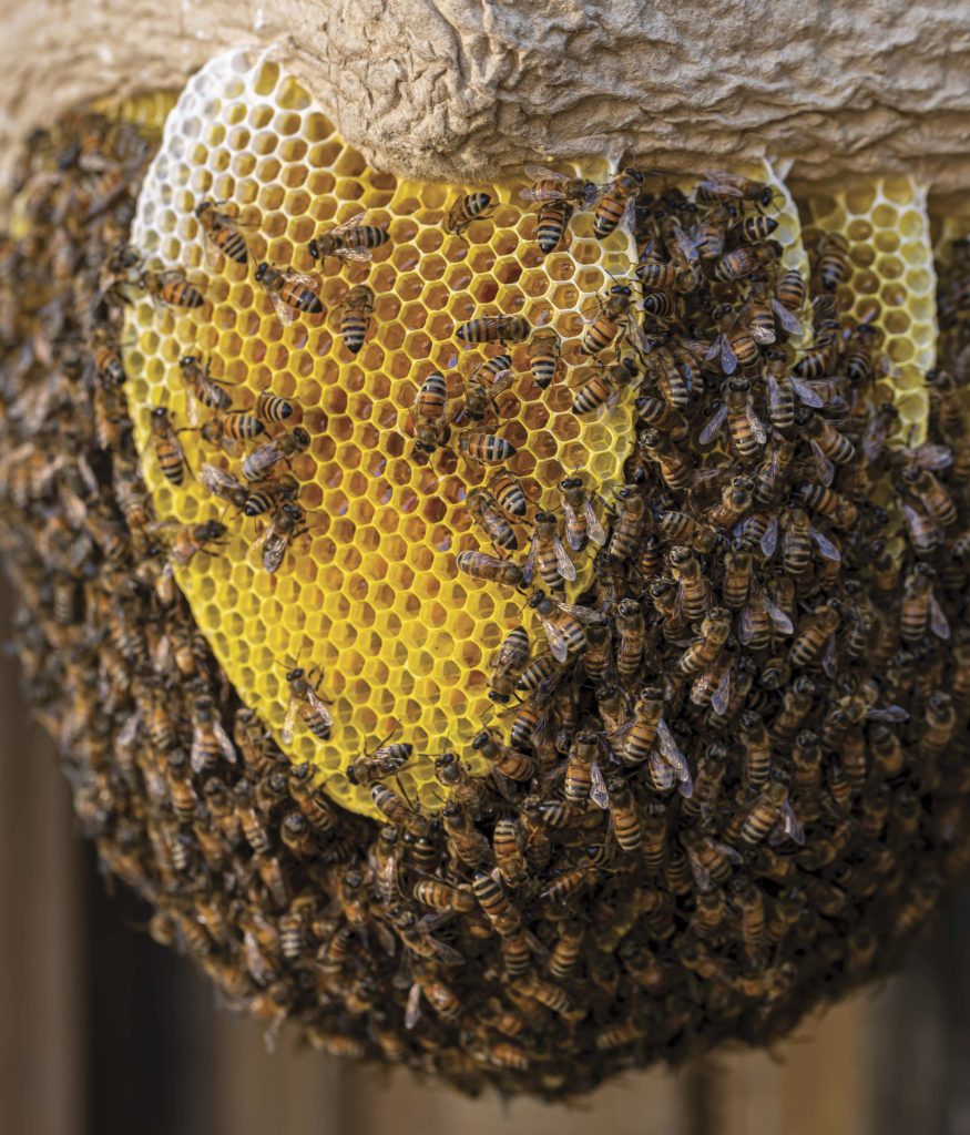 A Bee's Place: Making Honey in St. Petersburg - Tampa Magazine