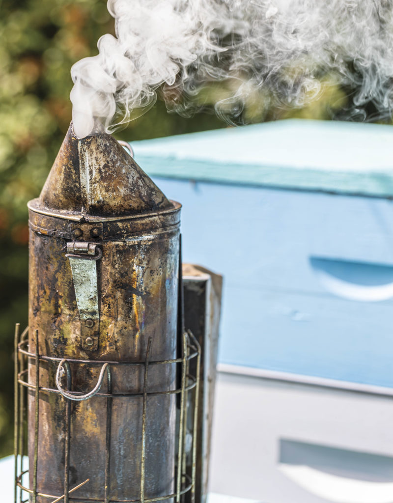 A Bee's Place: Making Honey in St. Petersburg - Tampa Magazine