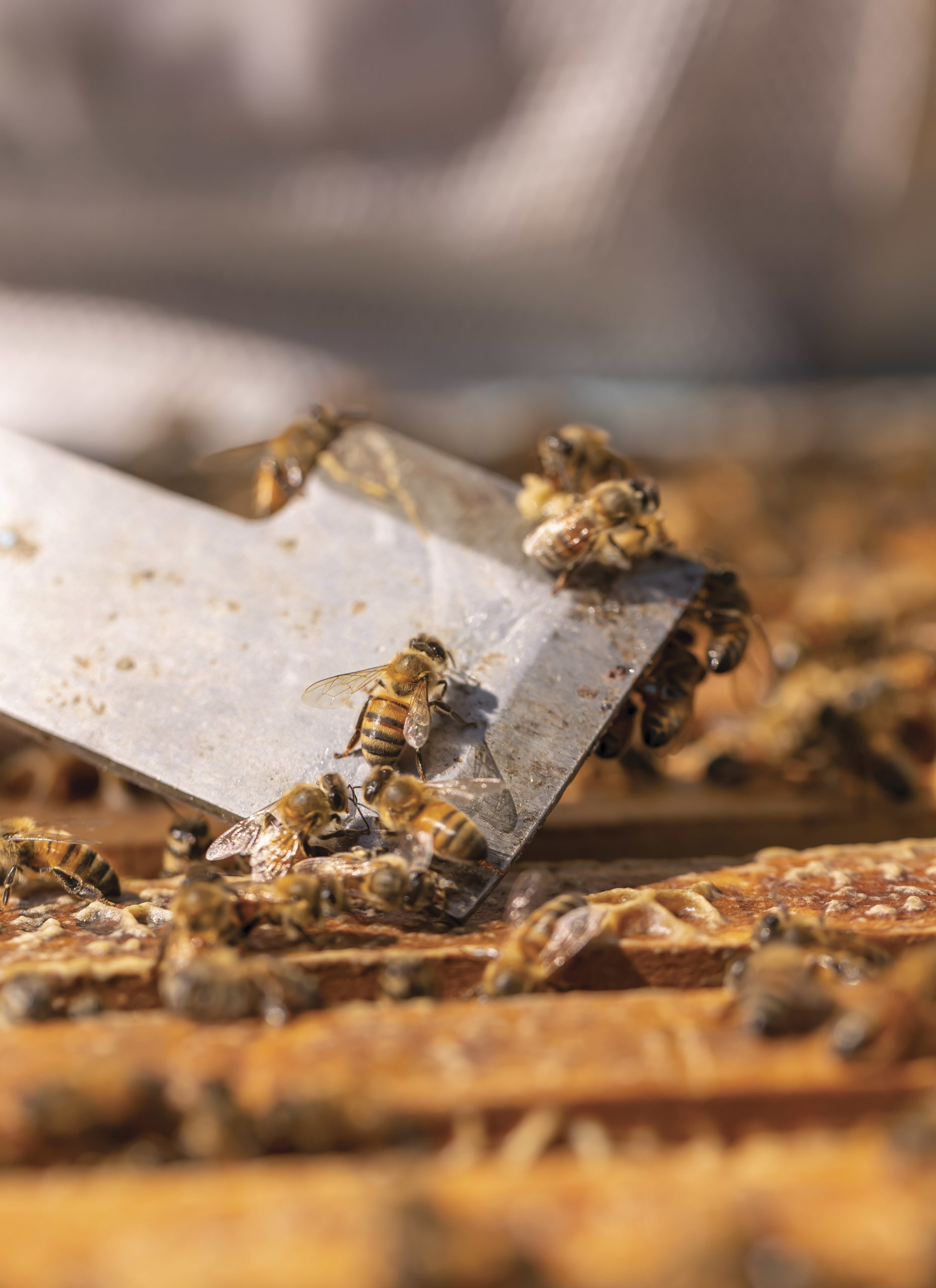 A Bee's Place: Making Honey in St. Petersburg - Tampa Magazine