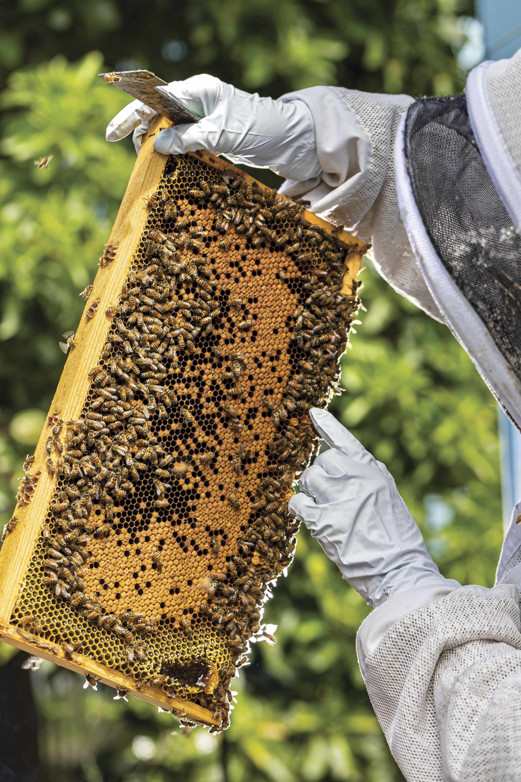 A Bee's Place: Making Honey in St. Petersburg - Tampa Magazine