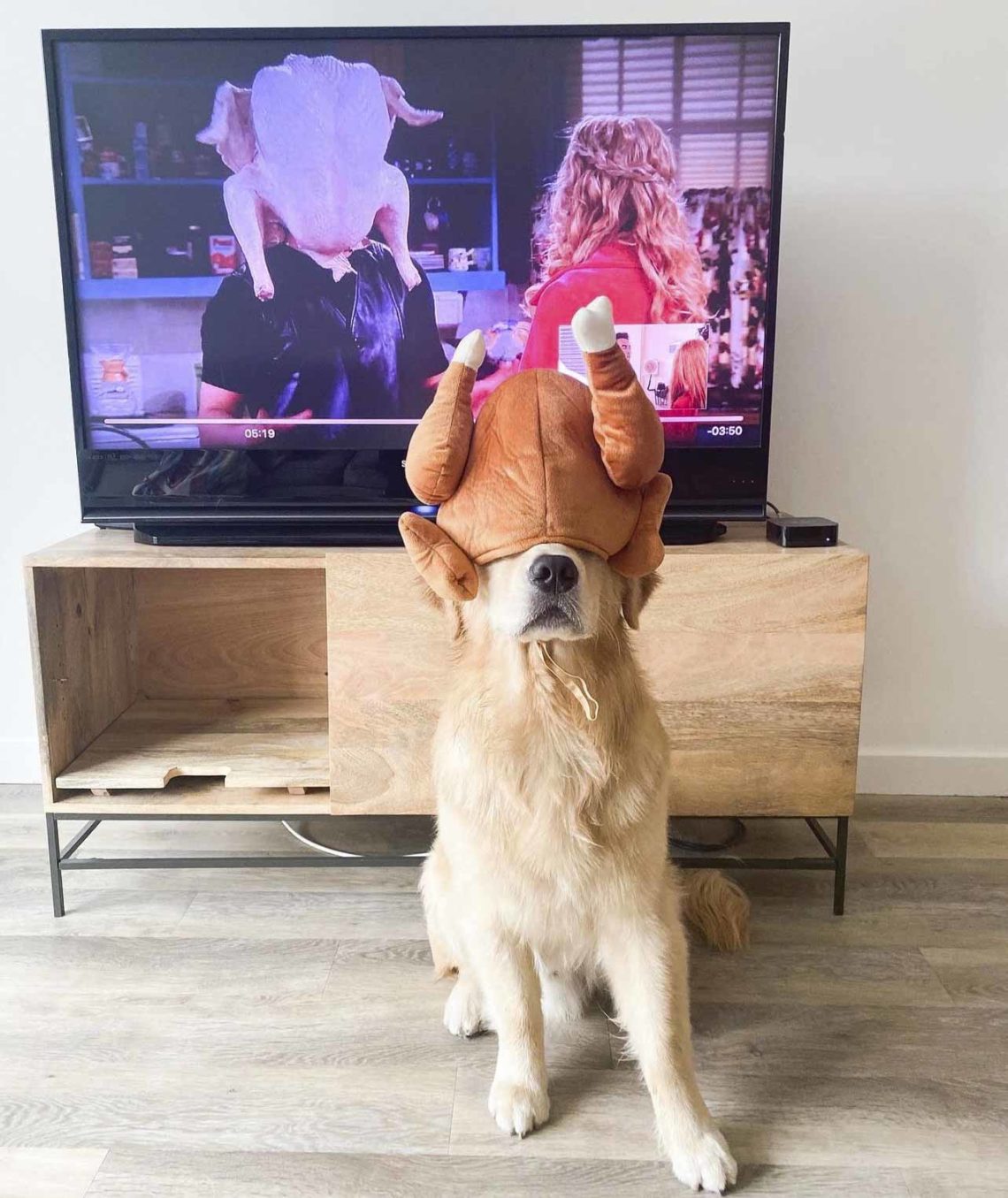 A Golden Named Kevin: This Tampa Dog Is A Social Media Sensation ...