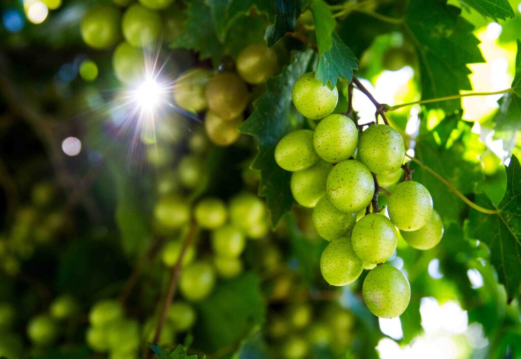 Florida, Uncorked. - Tampa Magazine