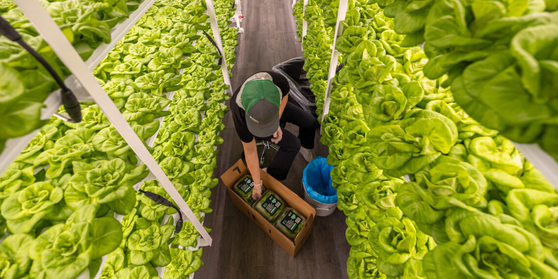Brick Street Farms: The Future of Farming - Tampa Magazine