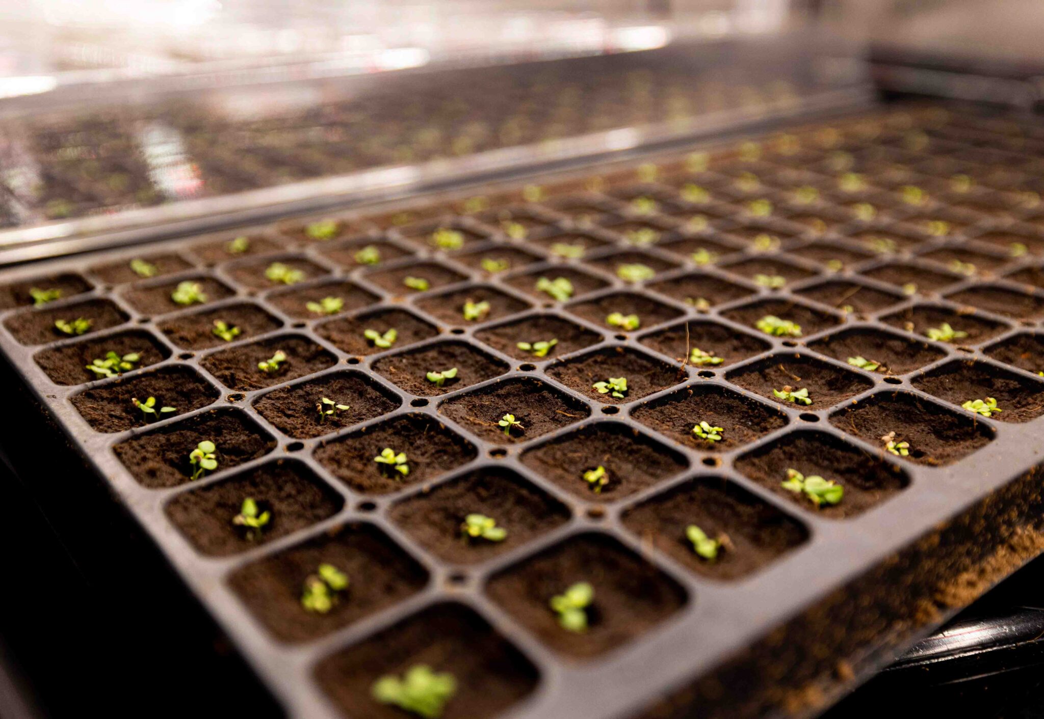 Brick Street Farms: The Future of Farming - Tampa Magazine