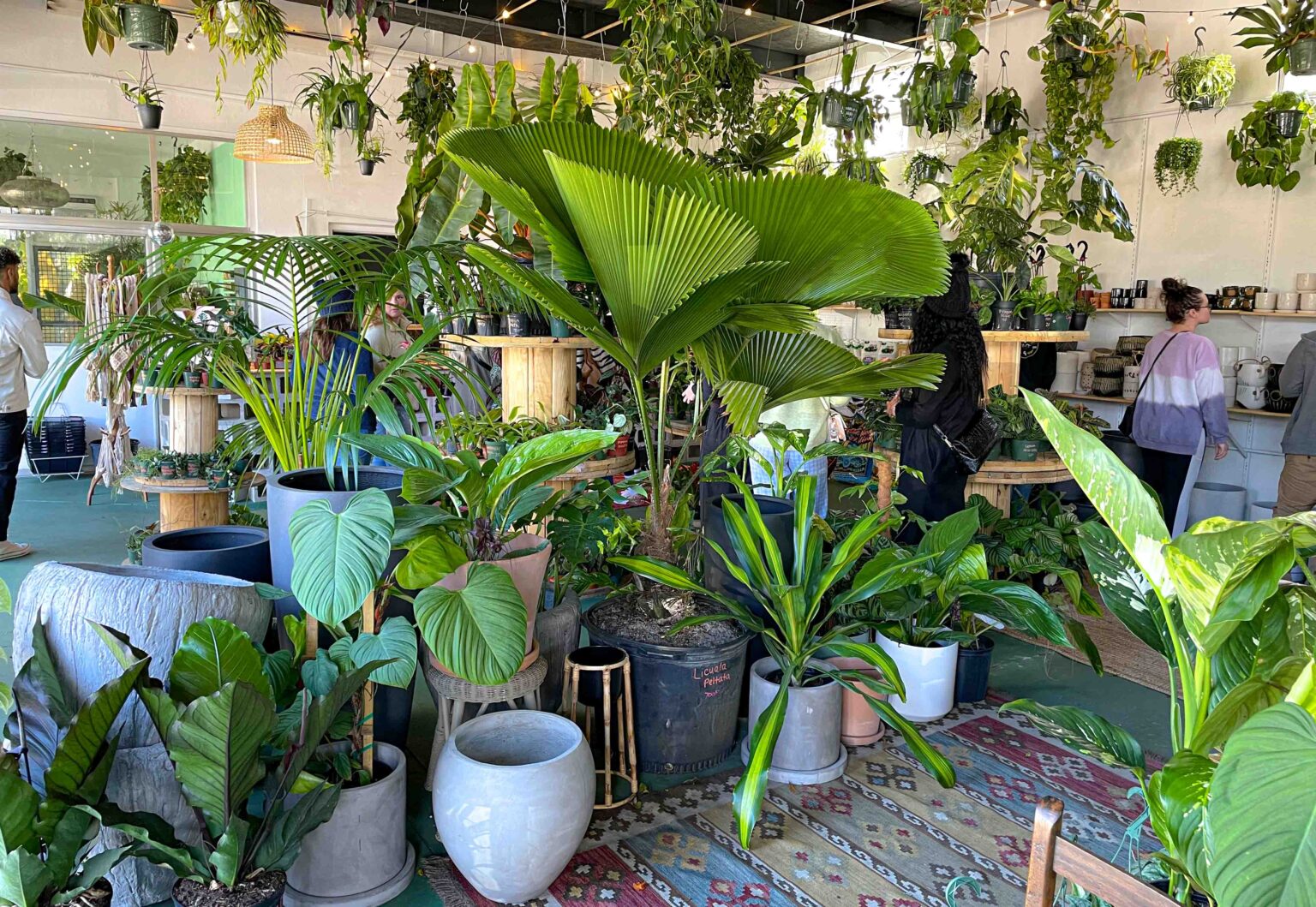 Where to Buy Plants in Tampa and St. Pete - Tampa Magazine