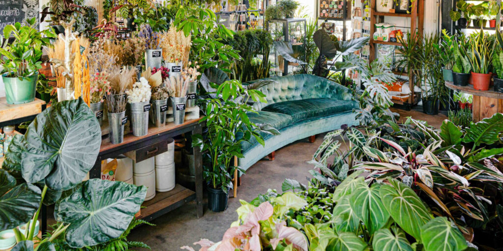 Where to Buy Plants in Tampa and St. Pete - Tampa Magazine