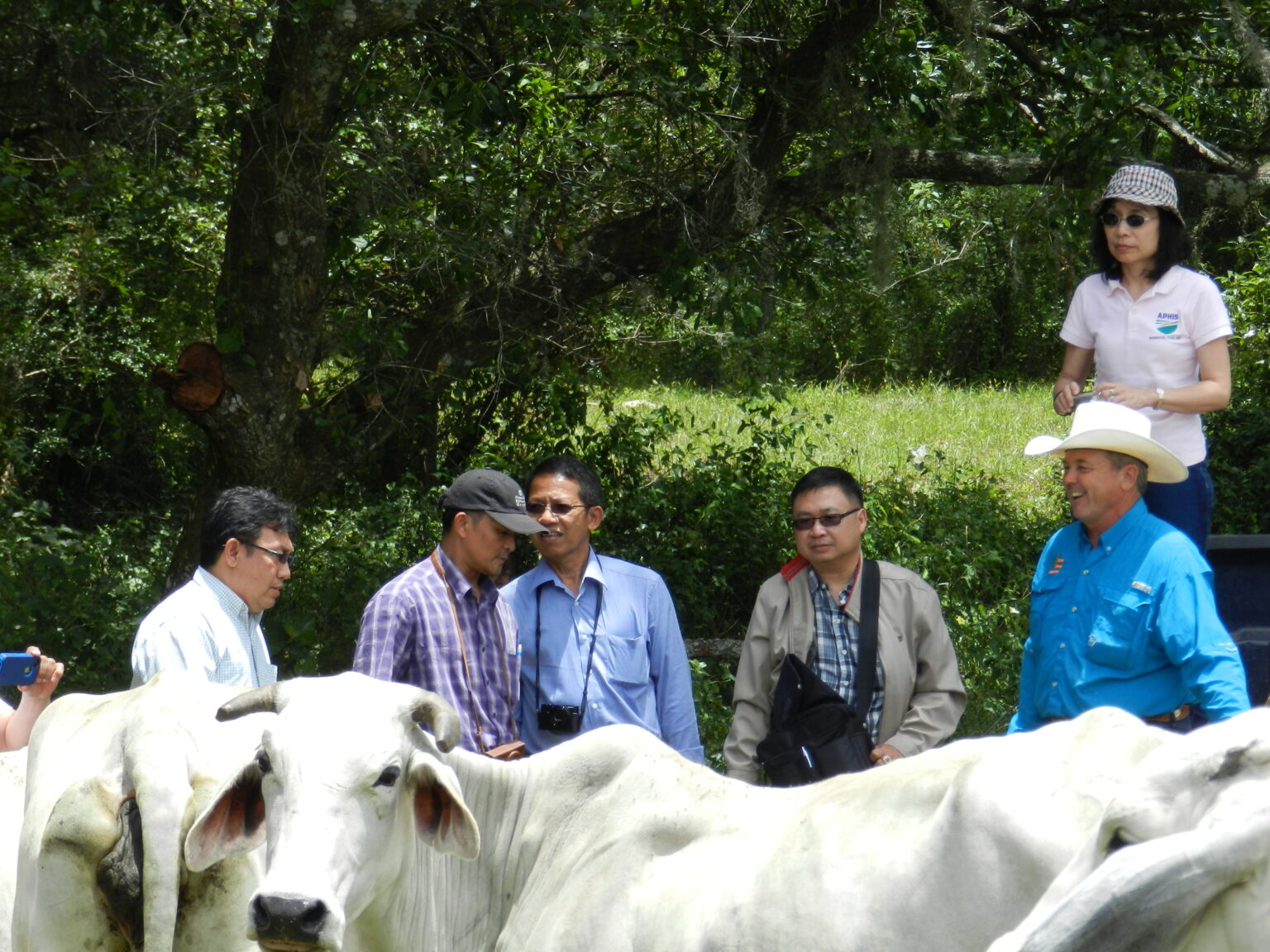 Florida Cattle Ranchers: Stewards of the Land - Tampa Magazine